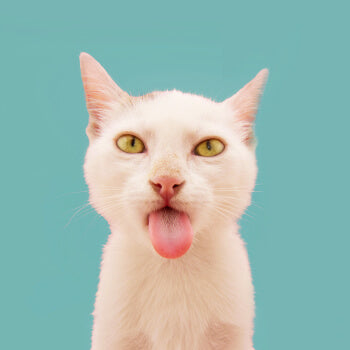 flo dog® - Veterinarian Recommended Solutions