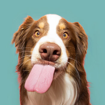 flo cat® - Veterinarian Recommended Solutions